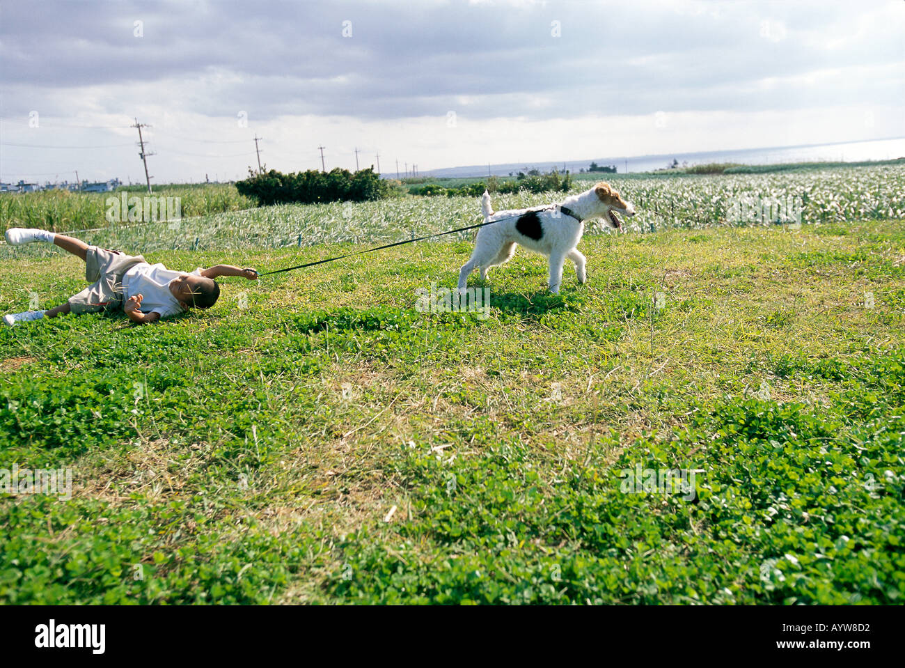 Dog on a lead pulling a boy Stock Photo - Alamy