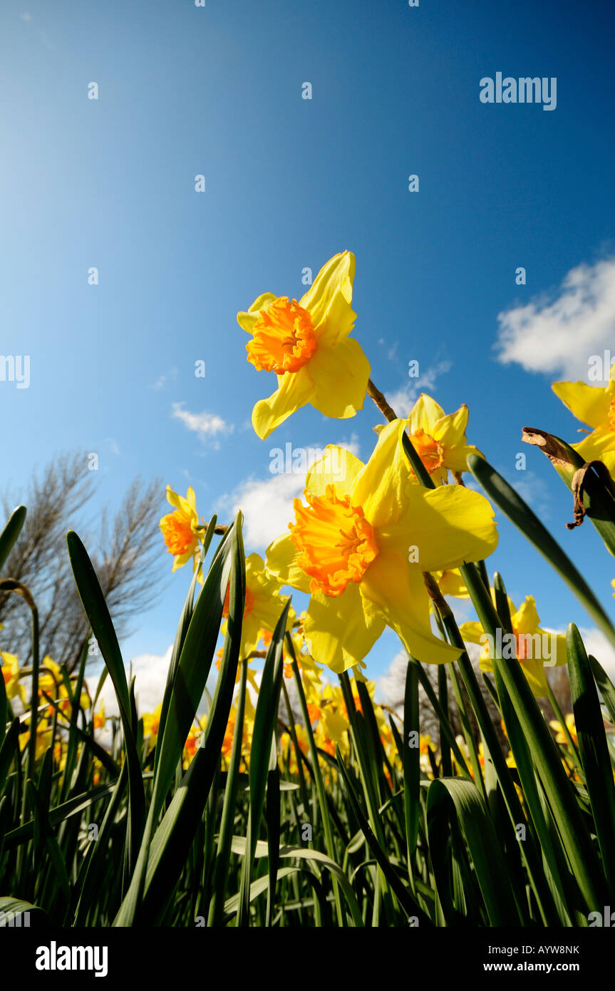 Daffodils starting to flower in early spring with strong blue shy Stock ...