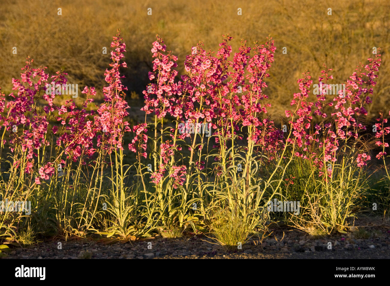 Desert Penstemon, Penstemon pseudospectabilis, roadside wild flowers ...