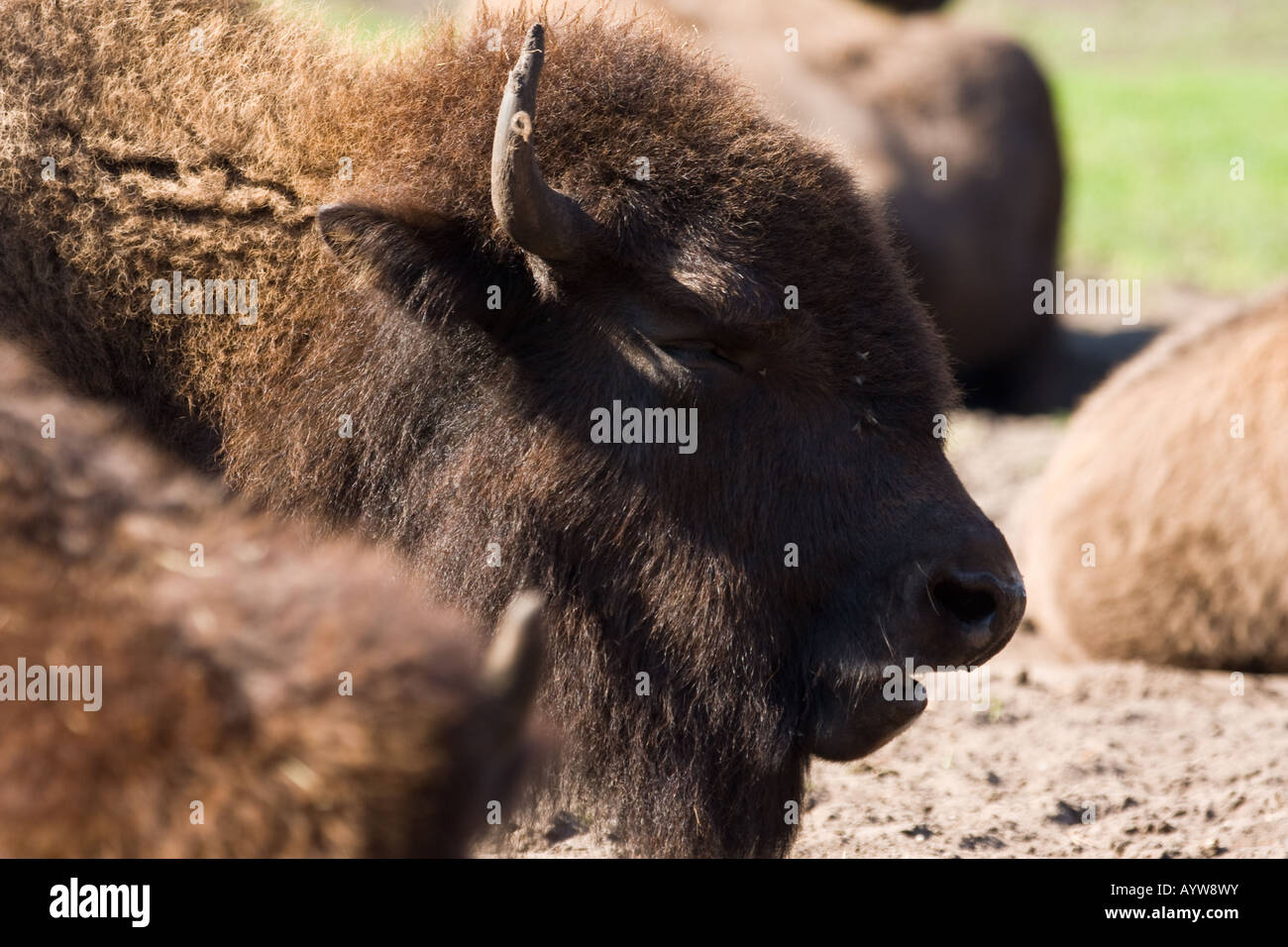 Head of Bison - Bison Stock Photo - Alamy
