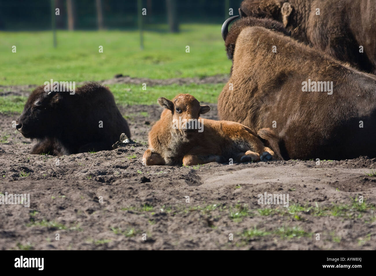 Baby Wood Bison