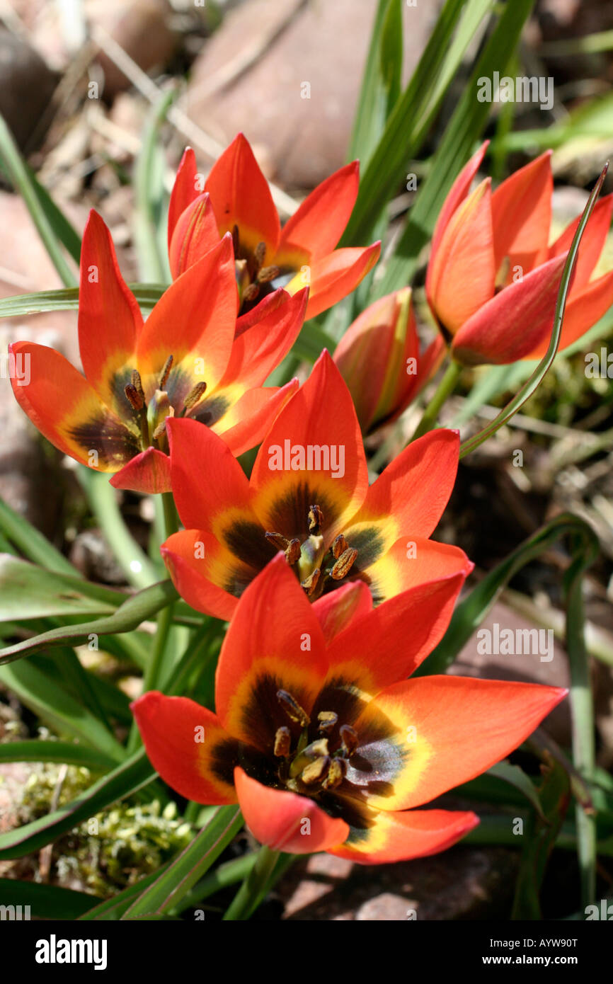 Miniature tulip hi-res stock photography and images - Alamy