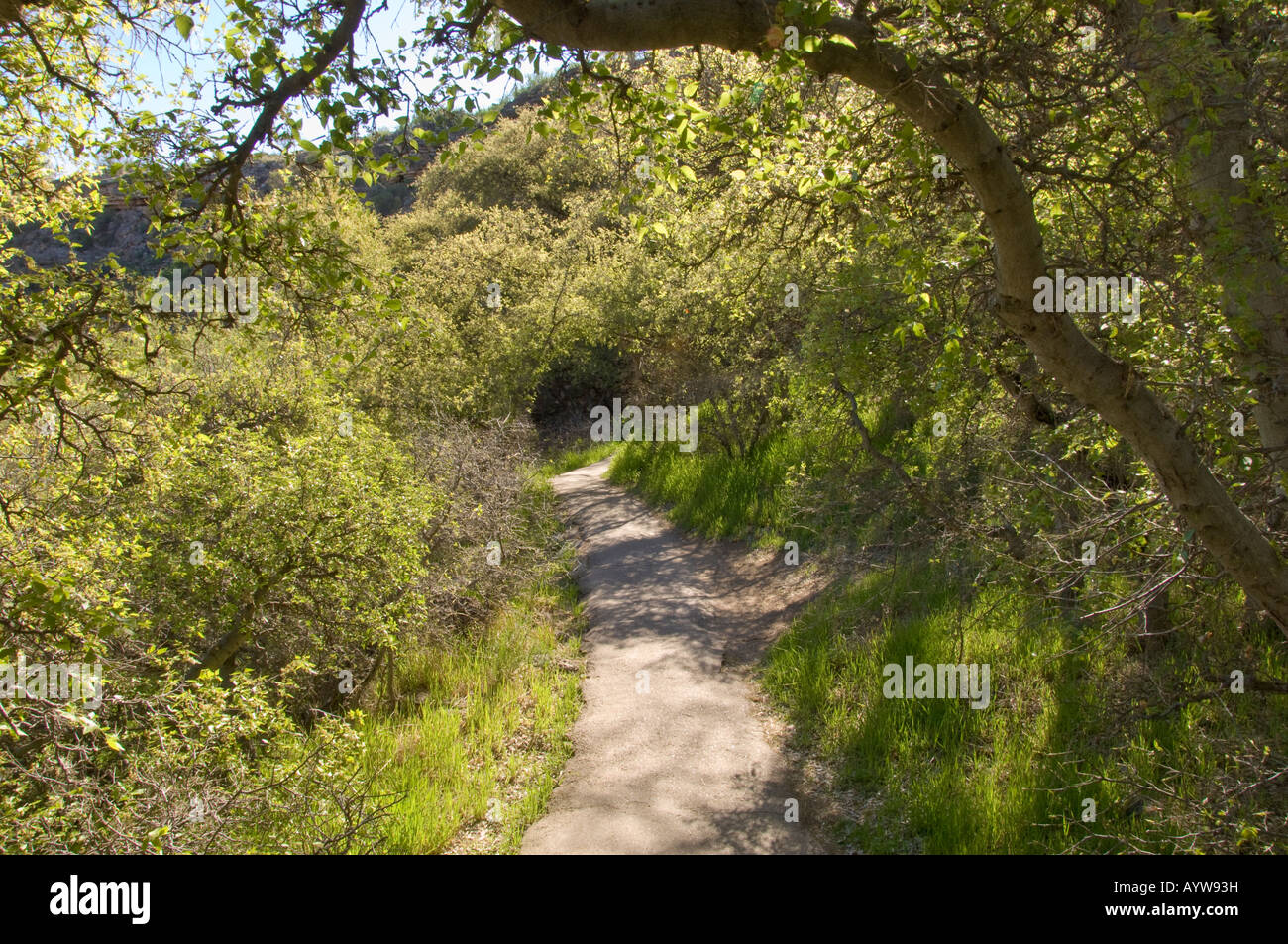 Paved hiking trail through trees and bushes Stock Photo - Alamy