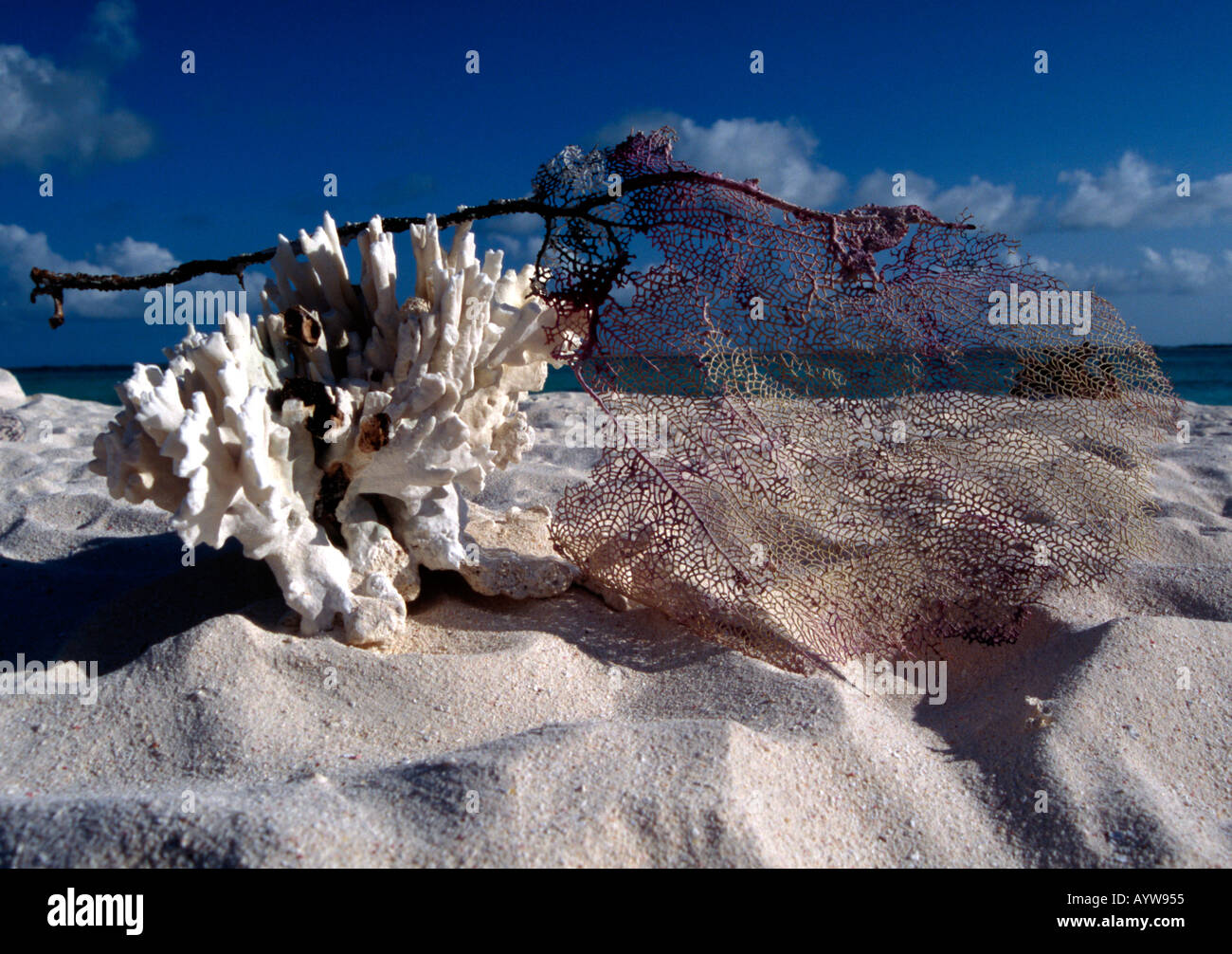 Dead coral hi-res stock photography and images - Alamy