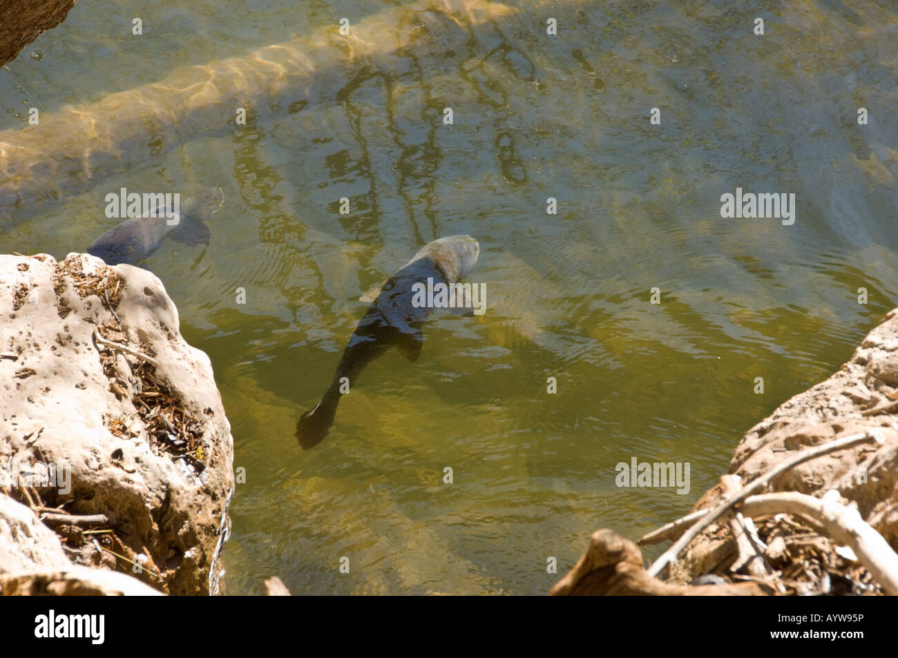 Very large fish hi-res stock photography and images - Alamy