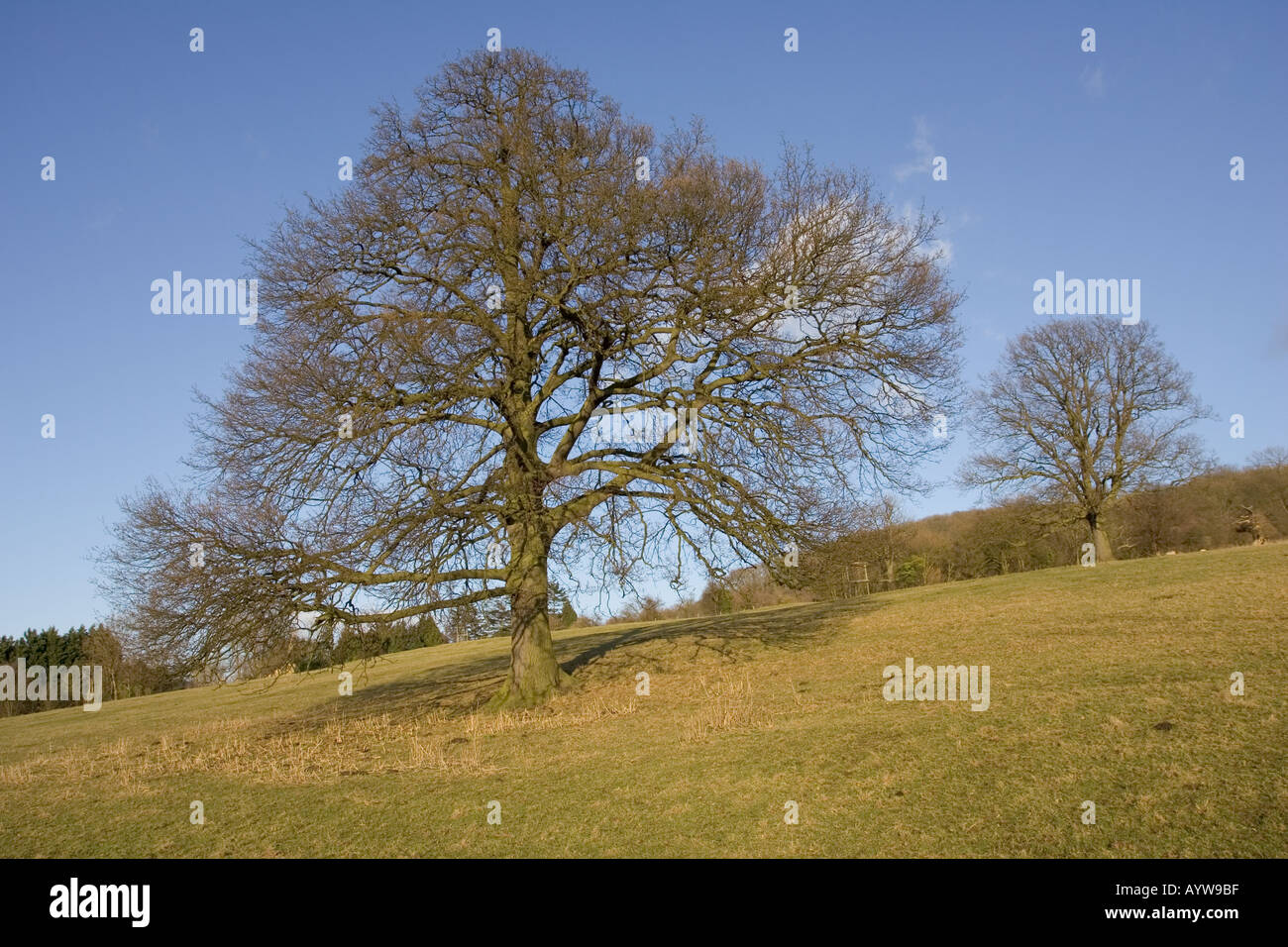 Old oak tree on sloping field in winter Cotswold Escarpment below ...