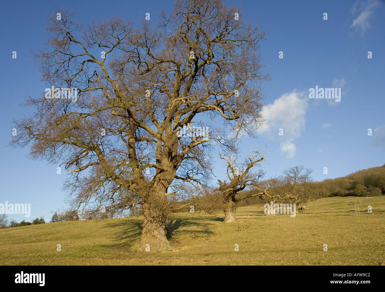 Old oak tree on sloping field in winter Cotswold Escarpment below ...