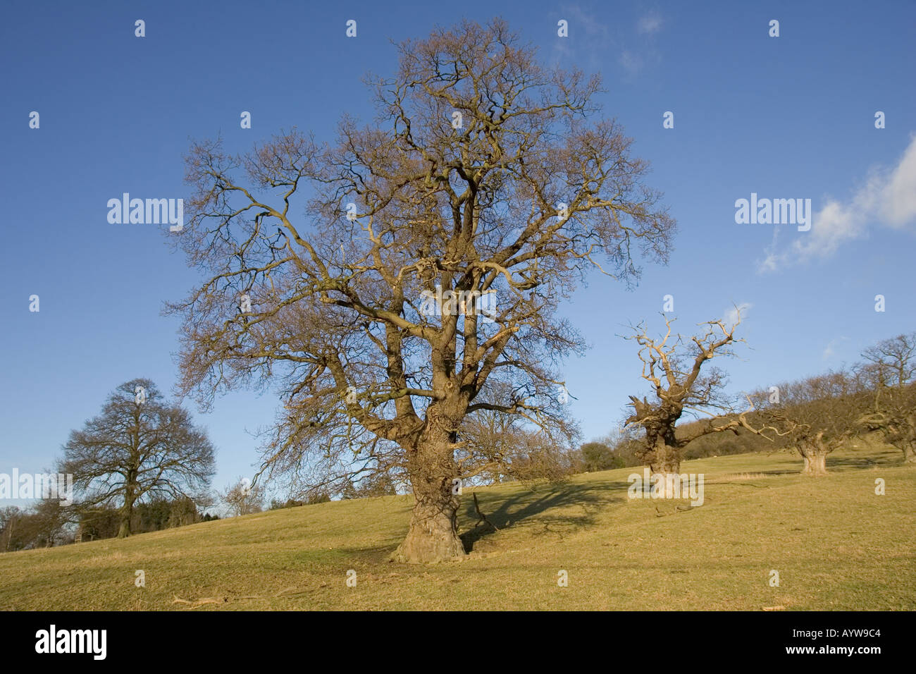 Old oak tree on sloping field in winter Cotswold Escarpment below ...