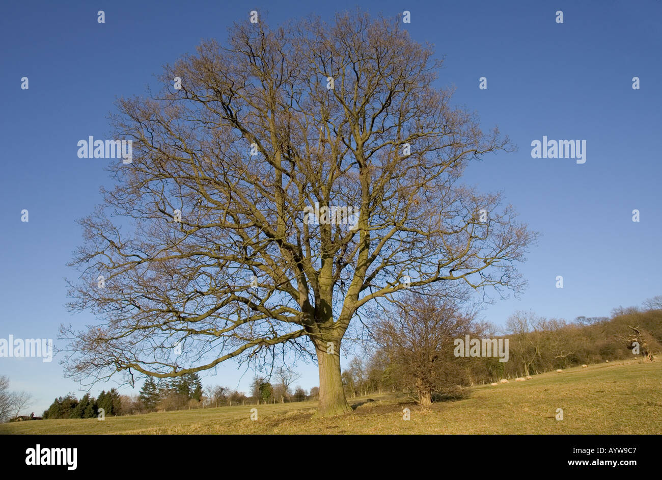 Old oak tree on sloping field in winter Cotswold Escarpment below ...