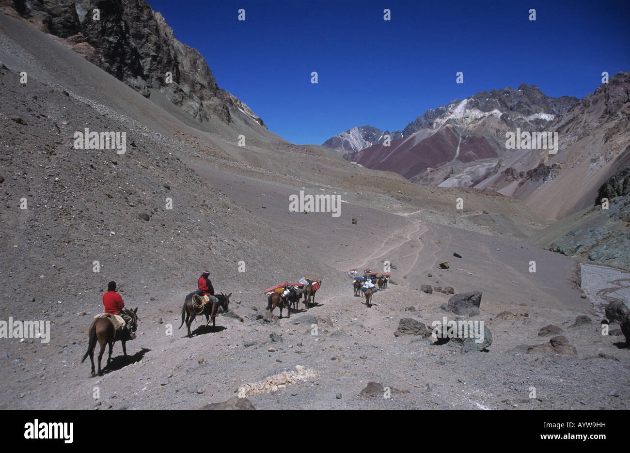 Cowboy from mule train hi-res stock photography and images - Alamy