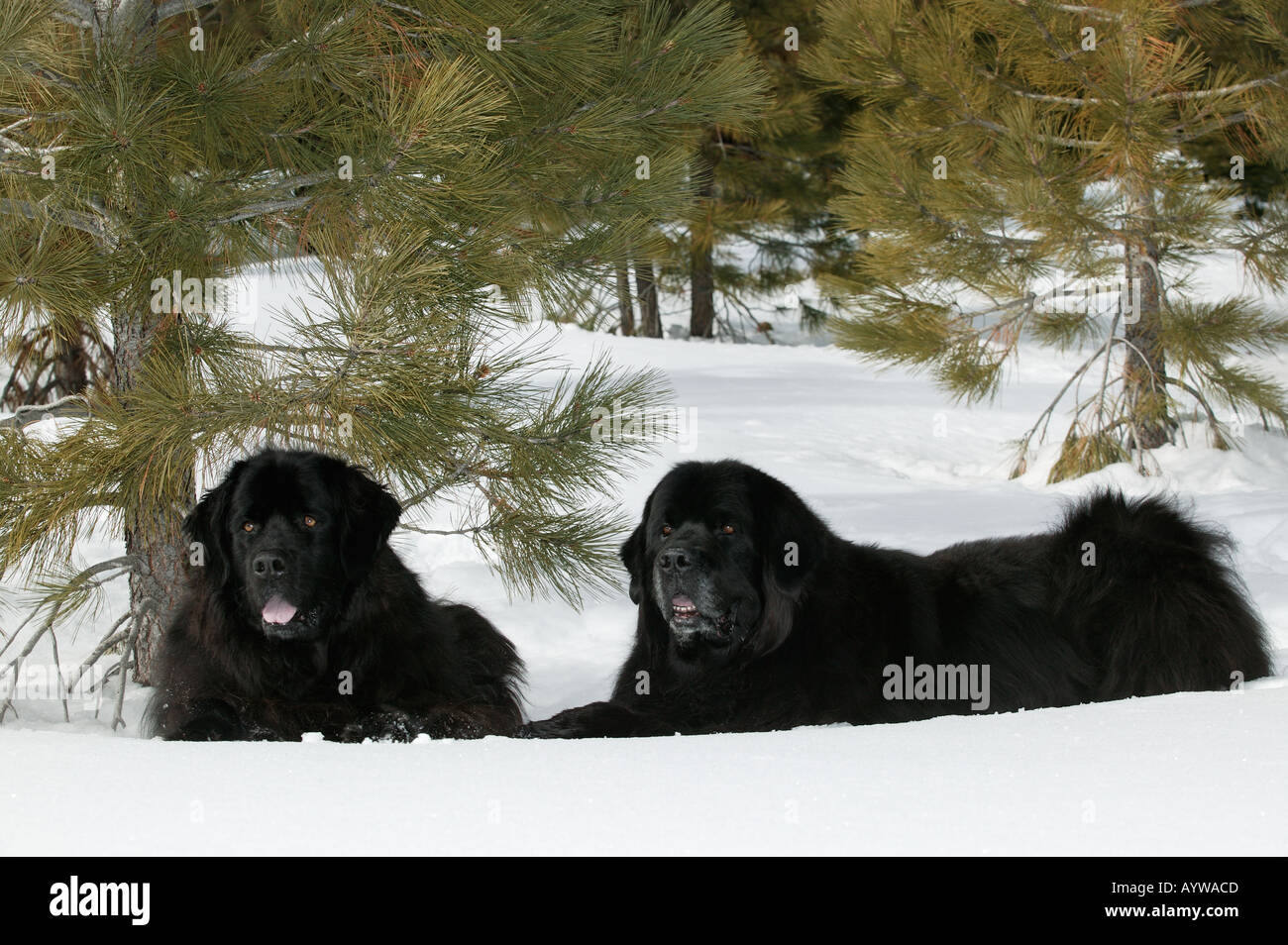 Portrait of Purebred Newfoundland dog in snow Stock Photo - Alamy