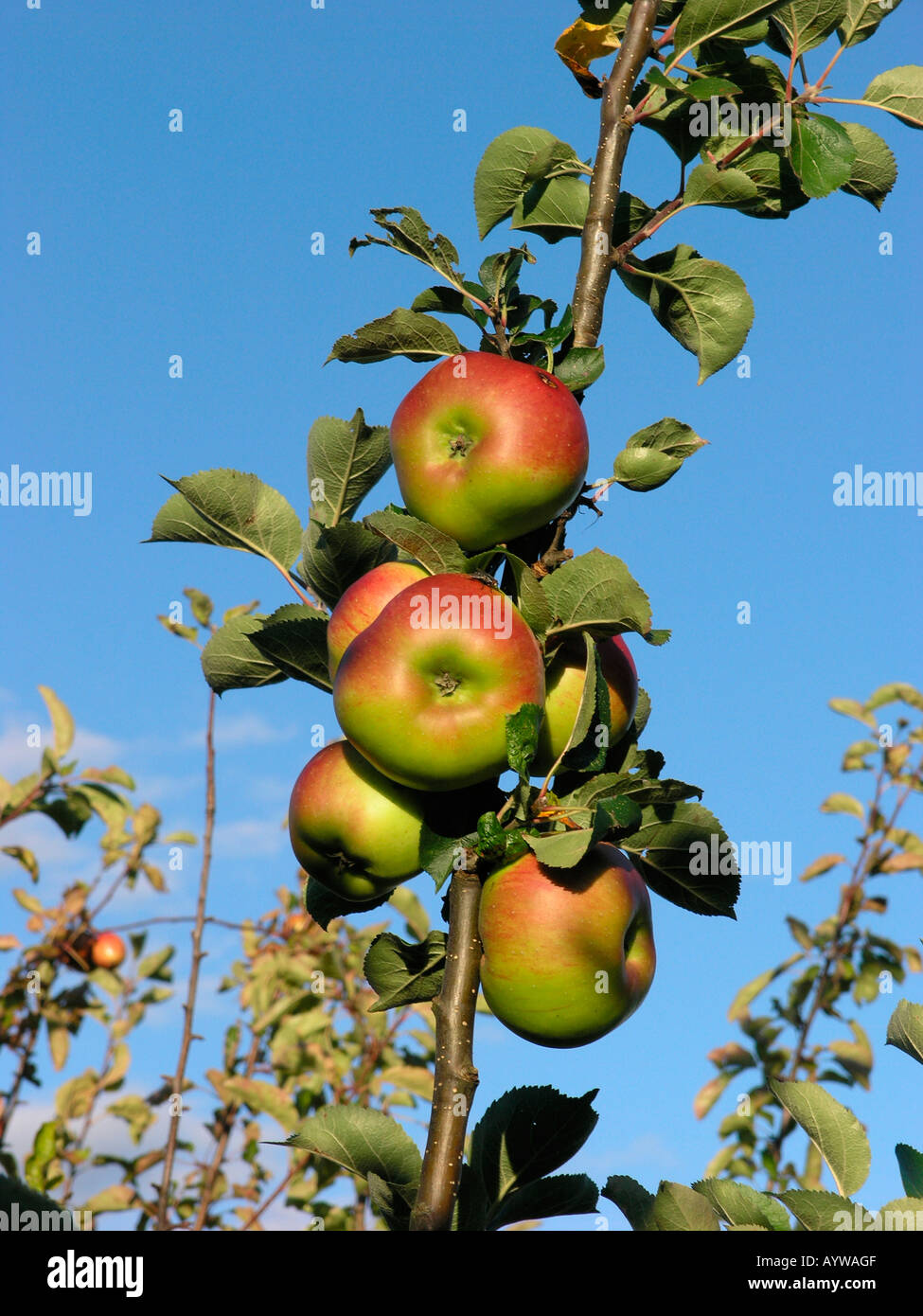 Bramley apples autumn tree hi-res stock photography and images - Alamy