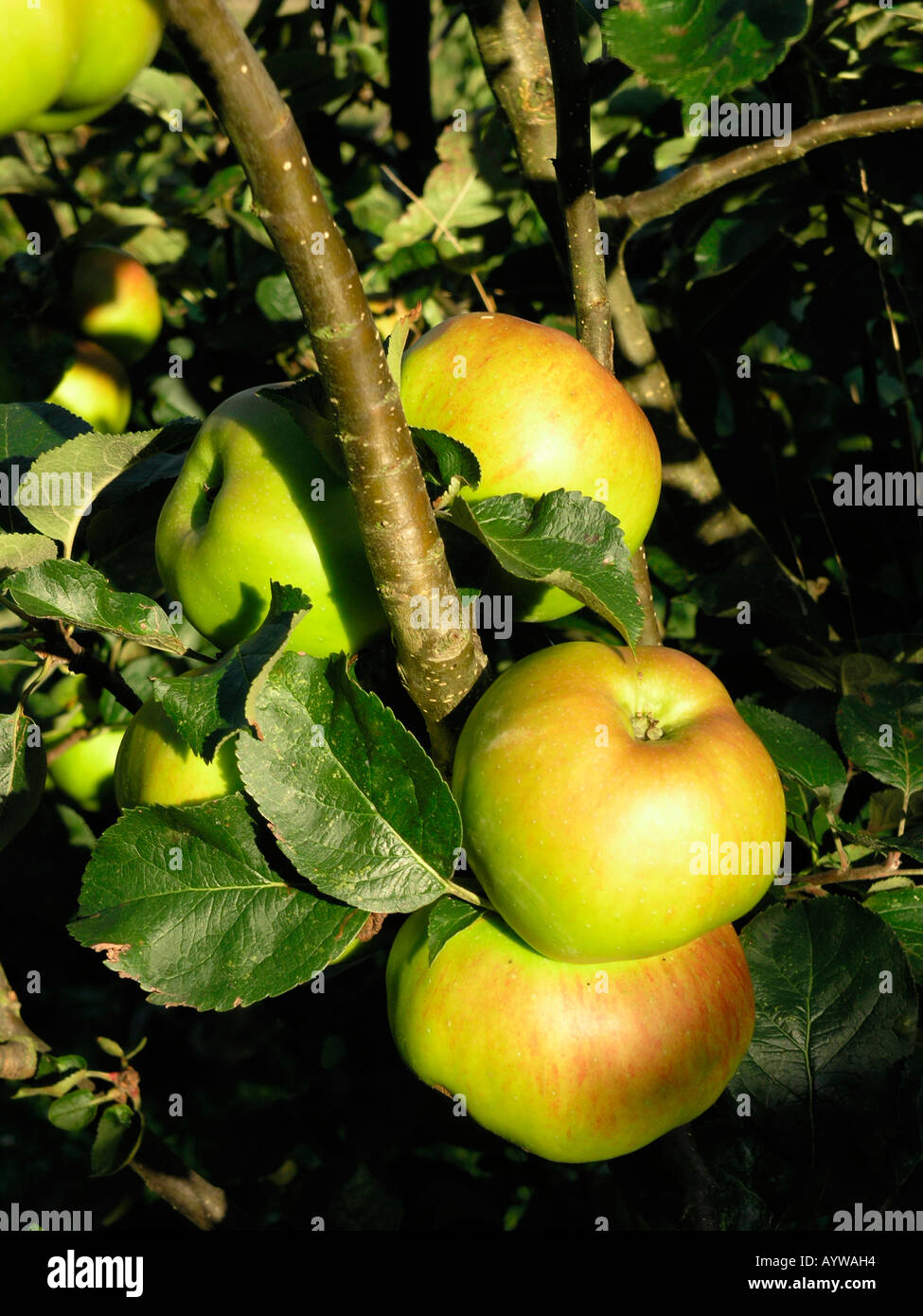 John bramley hi-res stock photography and images - Alamy