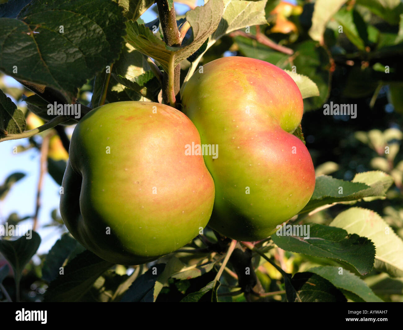 John bramley hi-res stock photography and images - Alamy