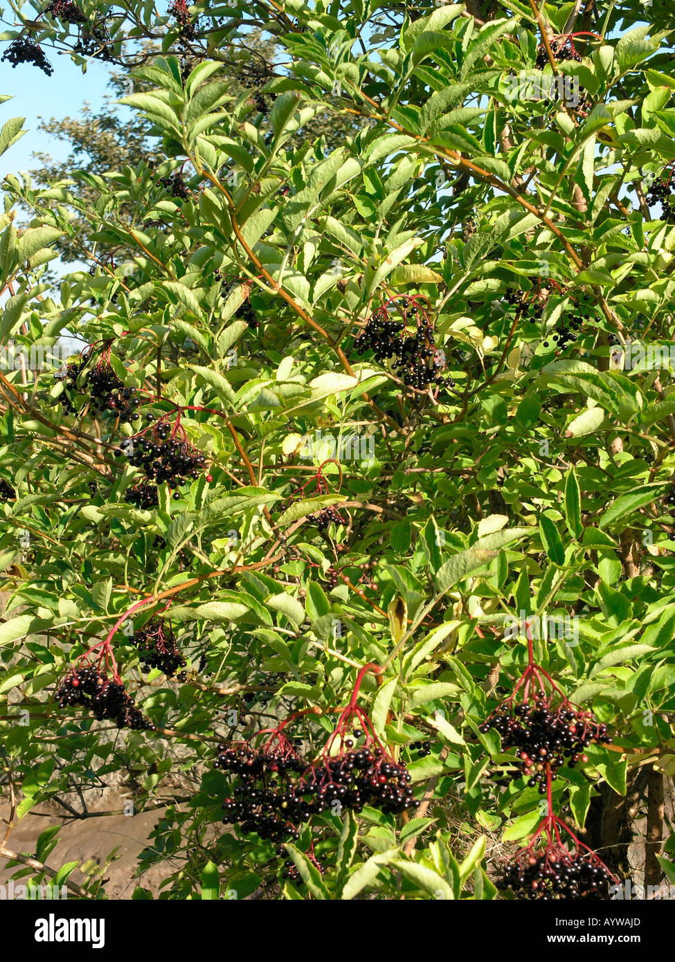 Berries of Common or Black Elder Sambucus nigra Stock Photo - Alamy