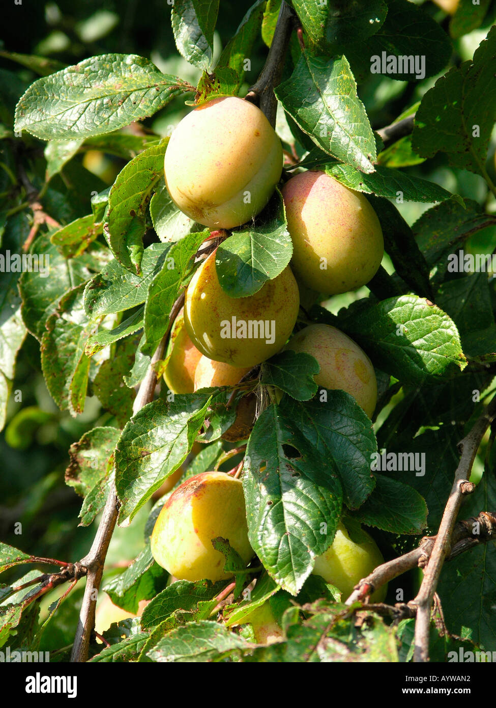 Plum Oolins Golden Gage Stock Photo - Alamy