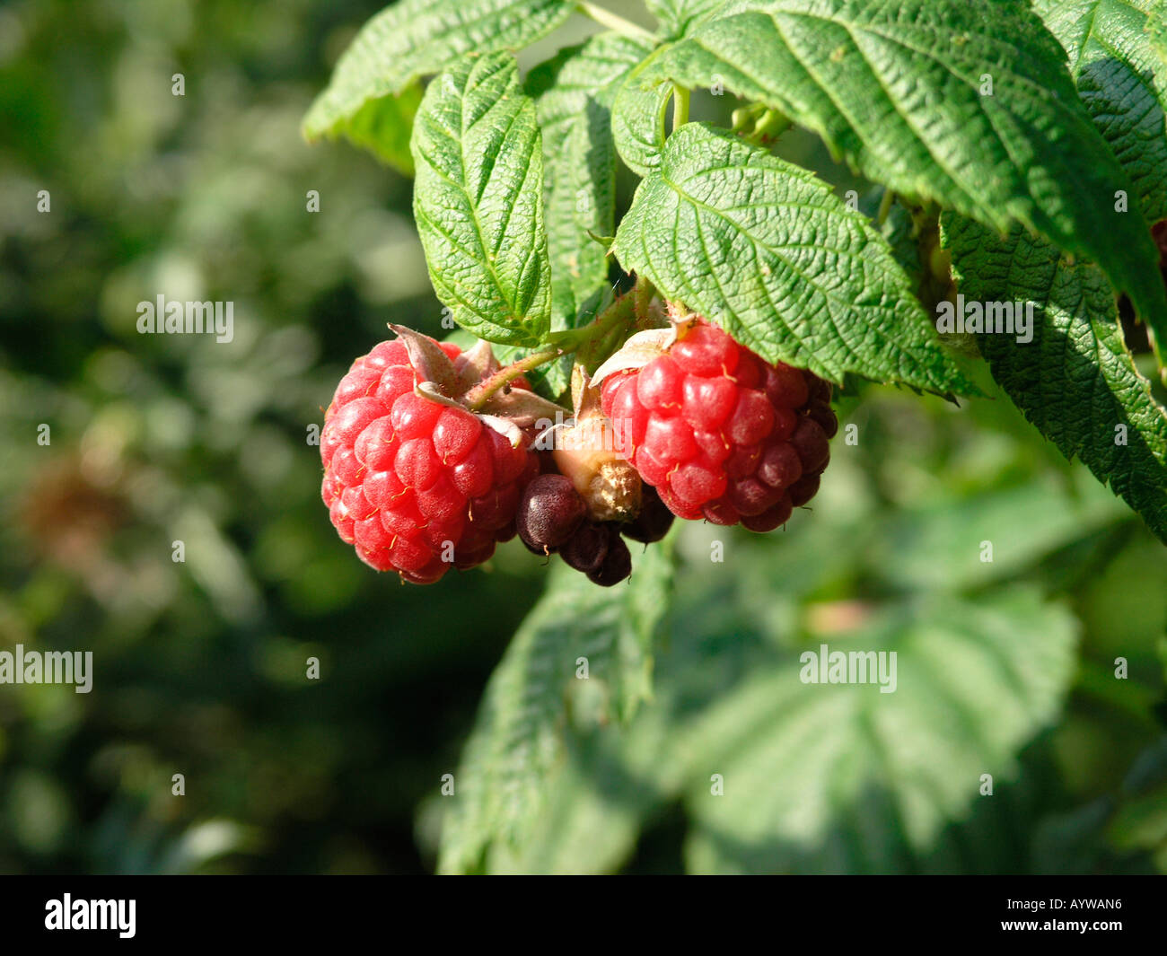 Raspberry Autumn Bliss Stock Photo - Alamy