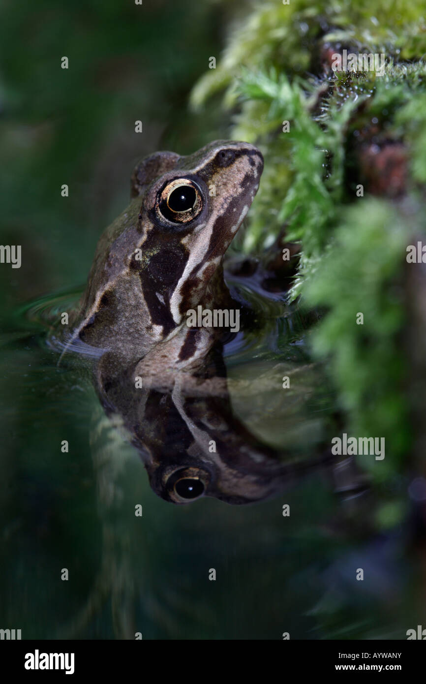 Common frog rana temporaria in spring hi-res stock photography and ...