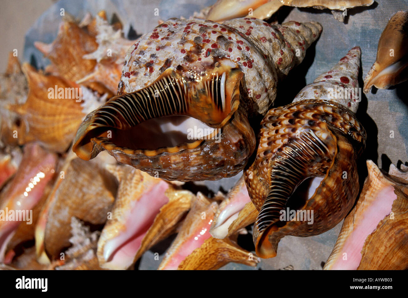 Caribbean conch shells Stock Photo - Alamy