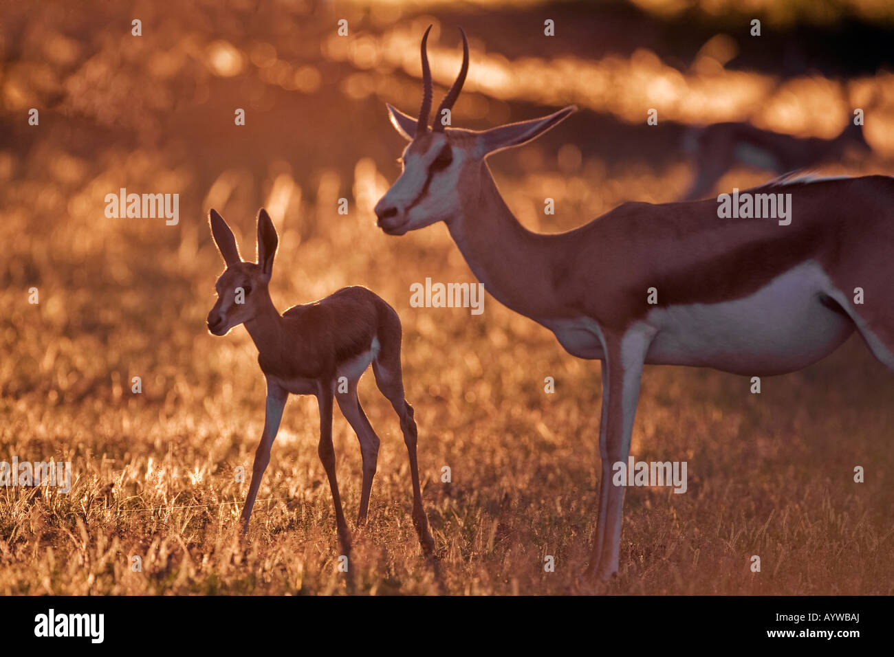 Springbok at sunset hi-res stock photography and images - Alamy