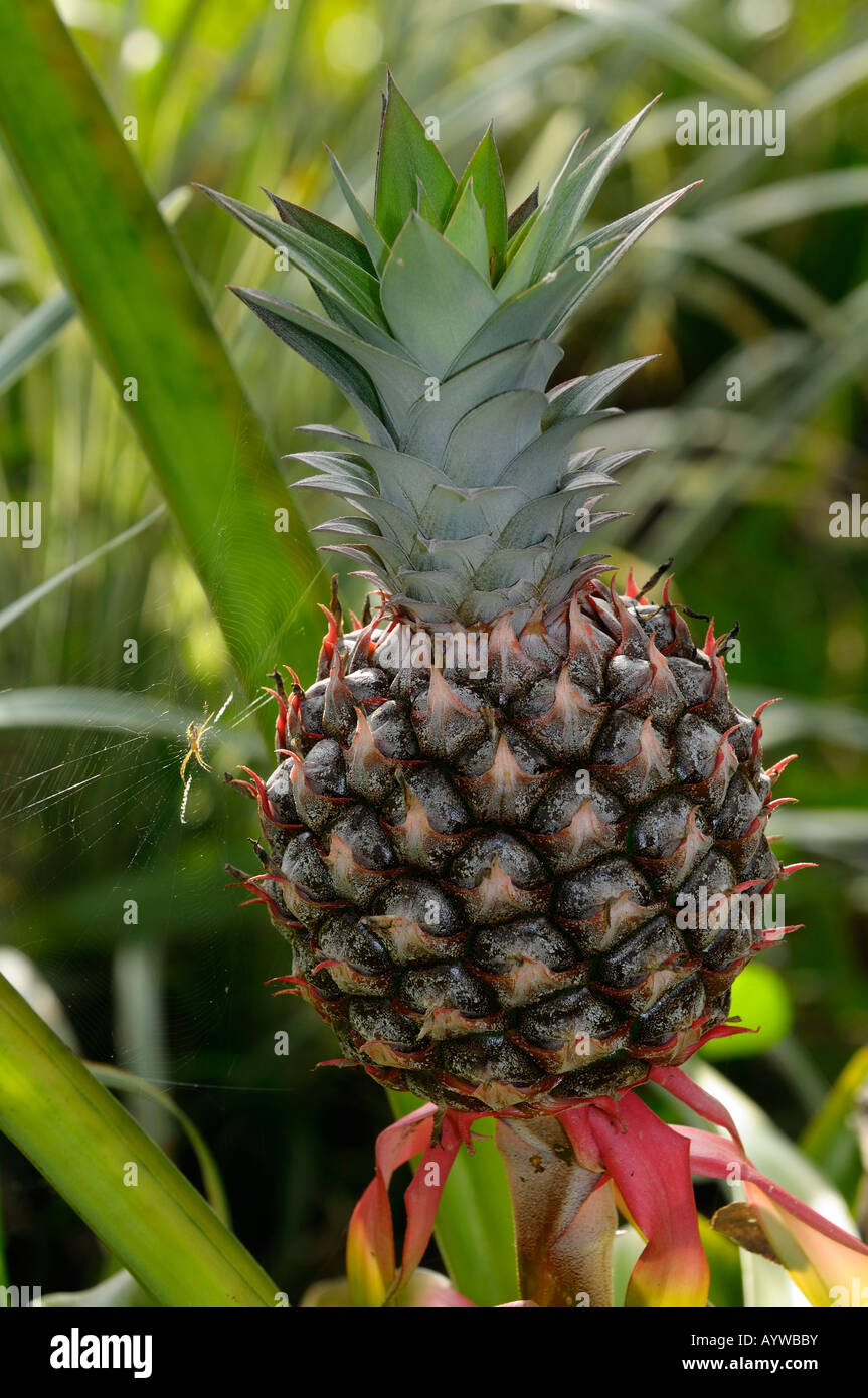 Spider with web on a pineapple fruit in Costa Rica Stock Photo - Alamy