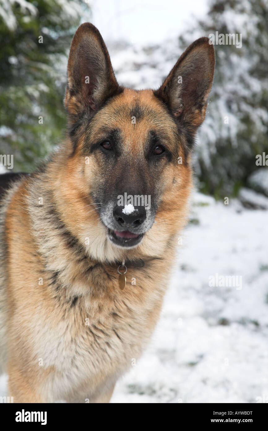 Monty the dog hi-res stock photography and images - Alamy
