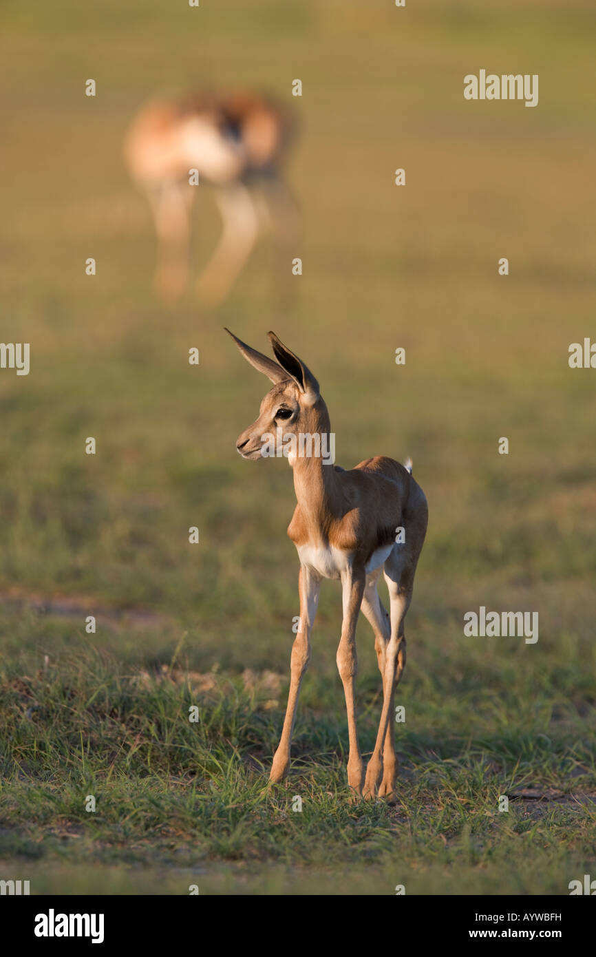Springbok lamb Antidorcas marsupialis Kgalagadi Transfrontier Park ...