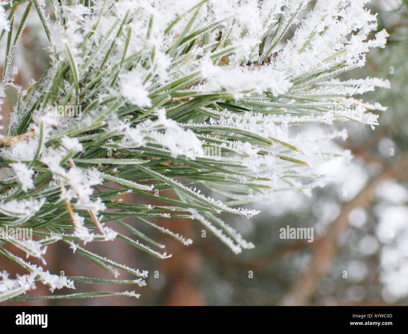 Soft evergreens hi-res stock photography and images - Alamy