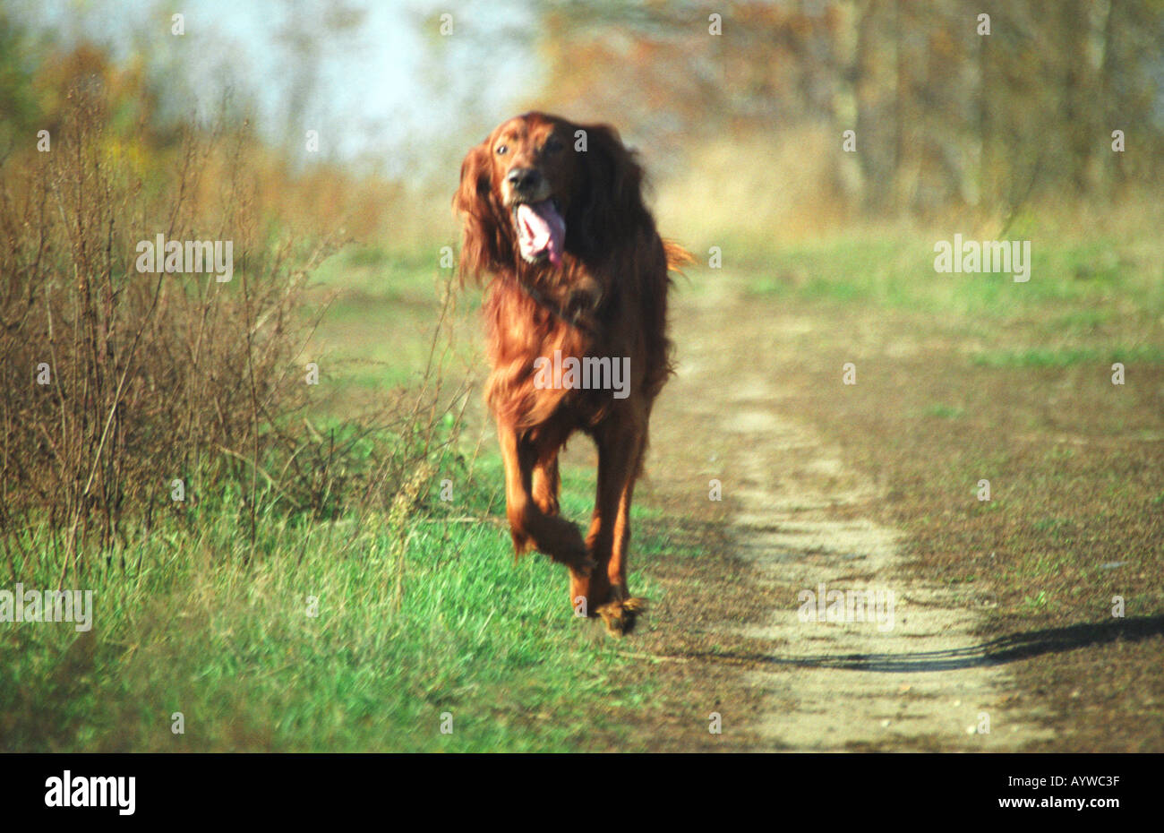 Irish setter running Stock Photo - Alamy