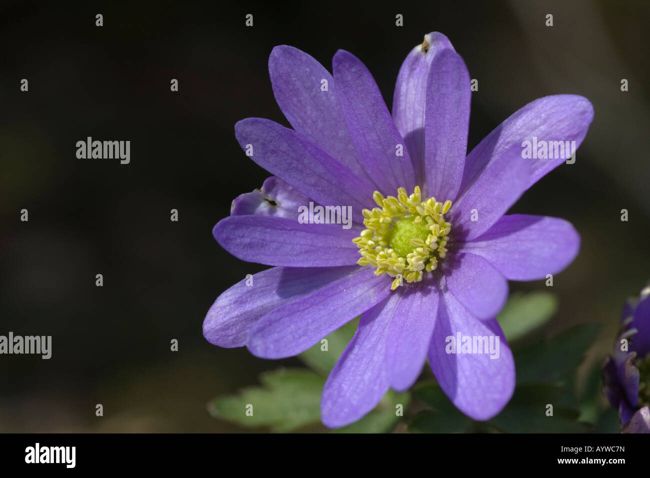 Greek windflower hi-res stock photography and images - Alamy