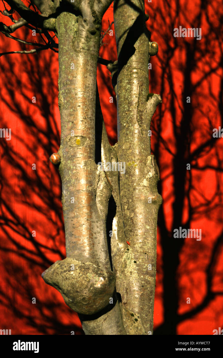 Tree, trees, colour, pattern, red branches, shadow, photography, pretty ...