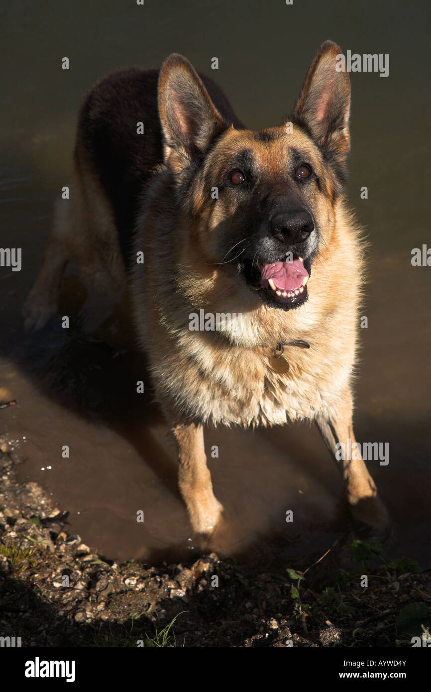 Monty the dog hi-res stock photography and images - Alamy
