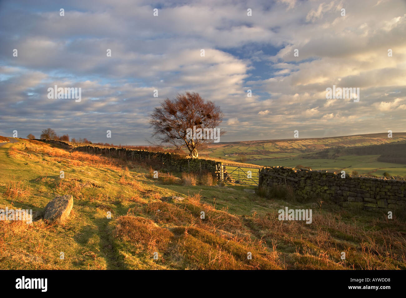 Tree wall north york moors hi-res stock photography and images - Alamy