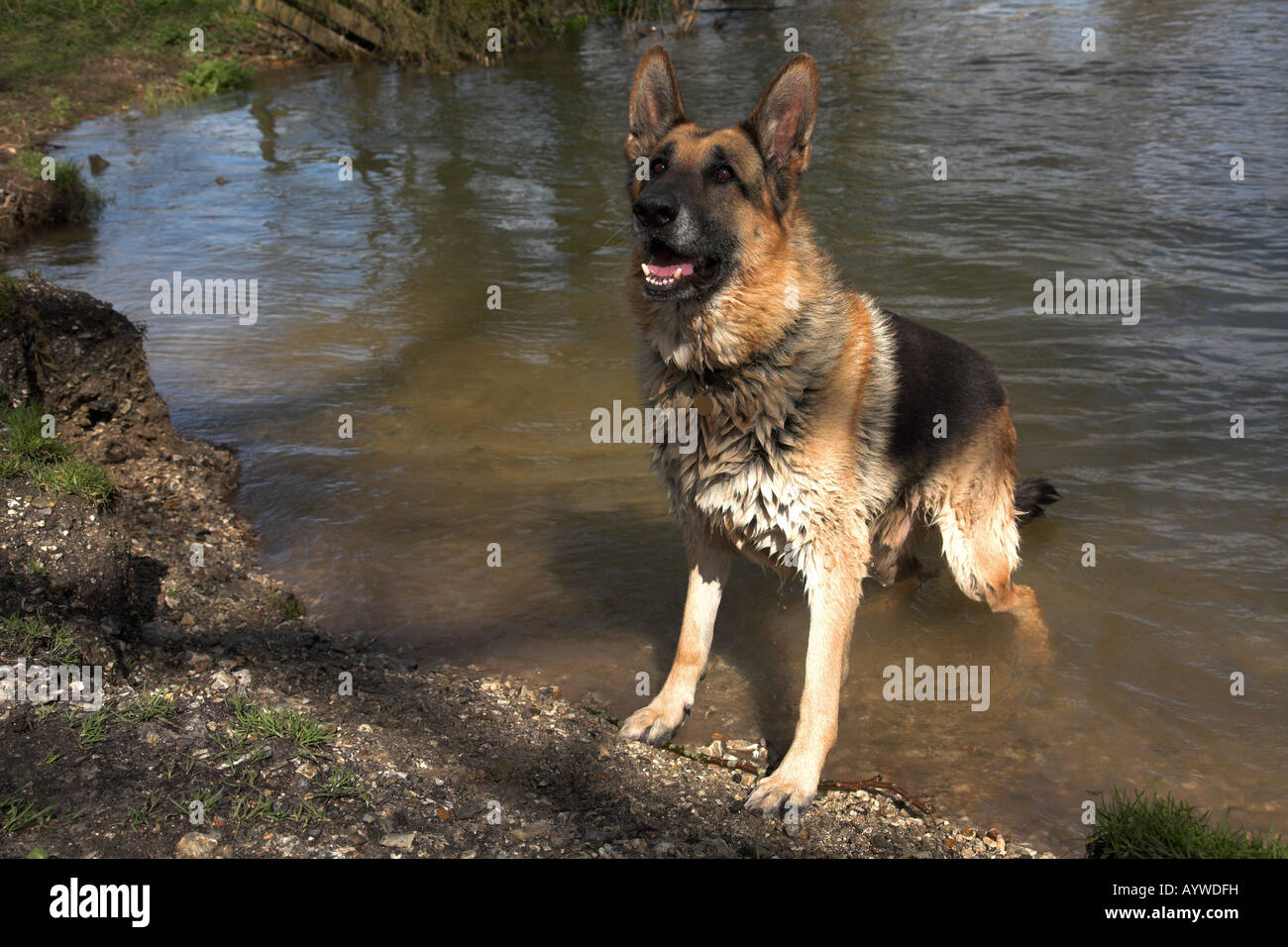 Monty dog hi-res stock photography and images - Alamy