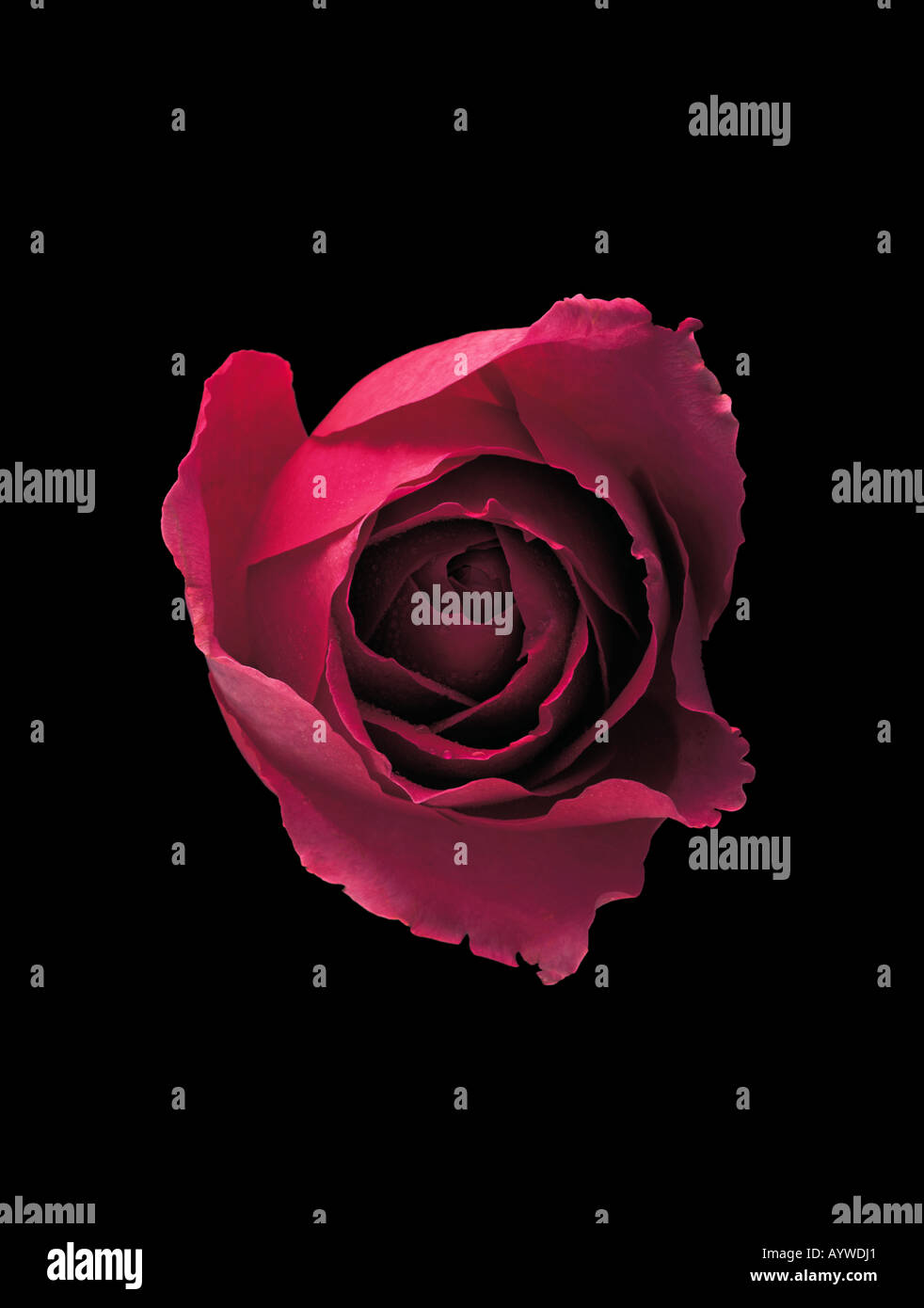 Individual roses hi-res stock photography and images - Alamy