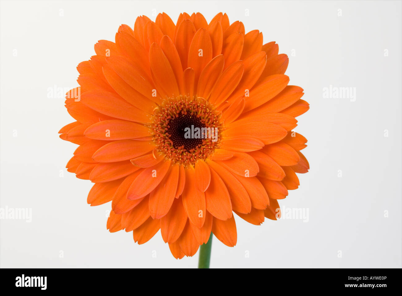 Single Gerber Daisy stalk glowing orange Stock Photo - Alamy