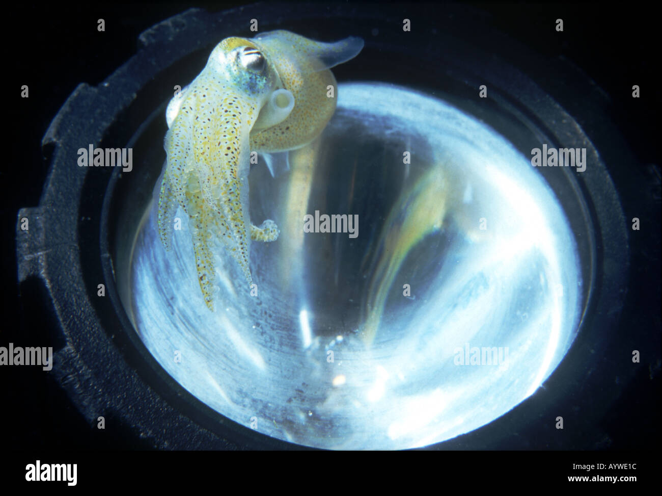 Adult Mediterranean squid Sepiola is dwarfed next to a diver's ...