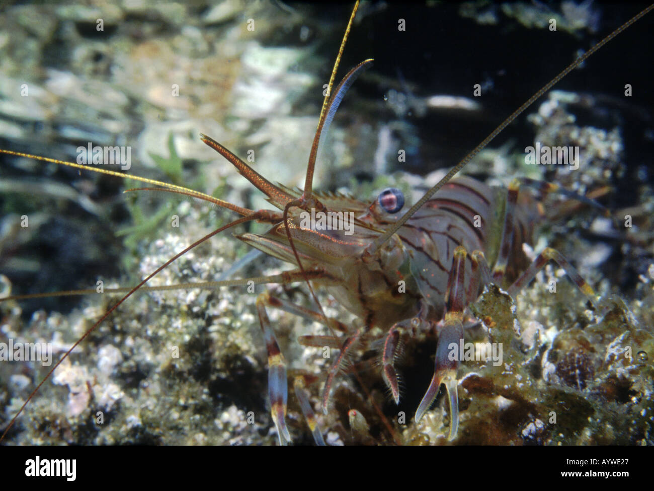 Palaemon sp hi-res stock photography and images - Alamy