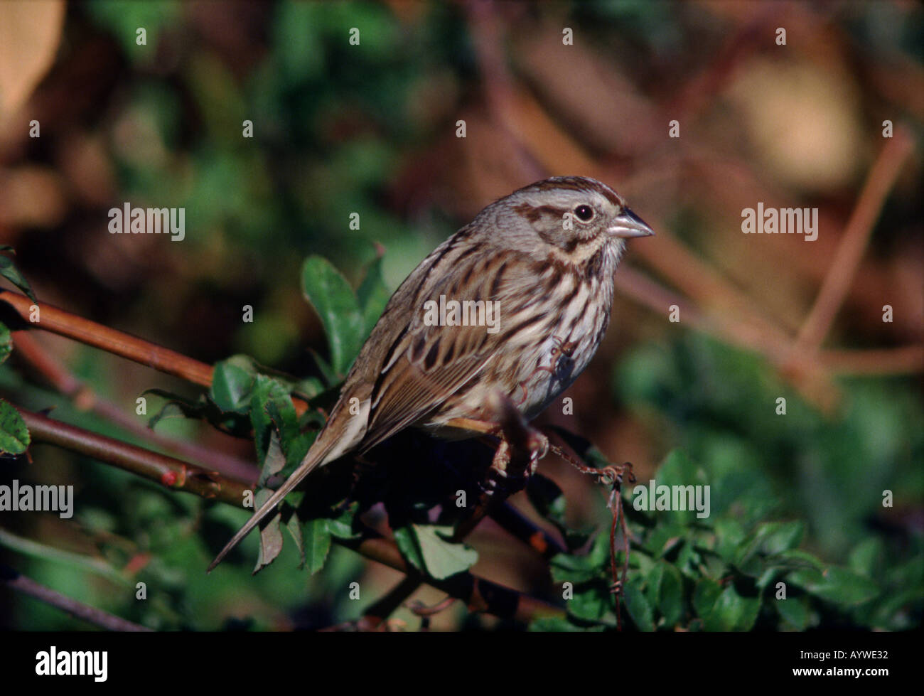 Song sparrow side view (profile Stock Photo - Alamy