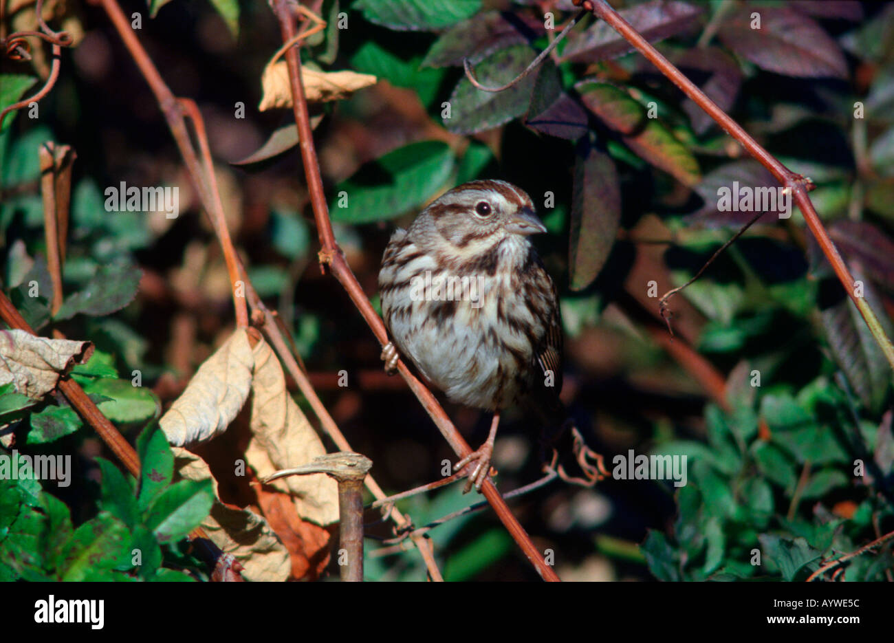 Song sparrow perched on wild grape vine Frontal view Stock Photo - Alamy