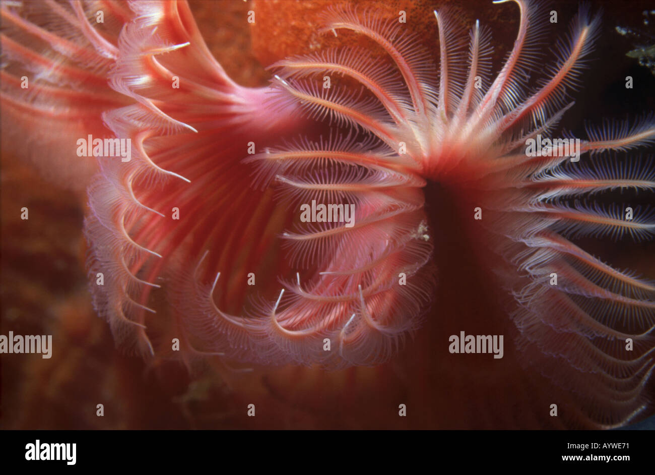 Serpulid worm hi-res stock photography and images - Alamy