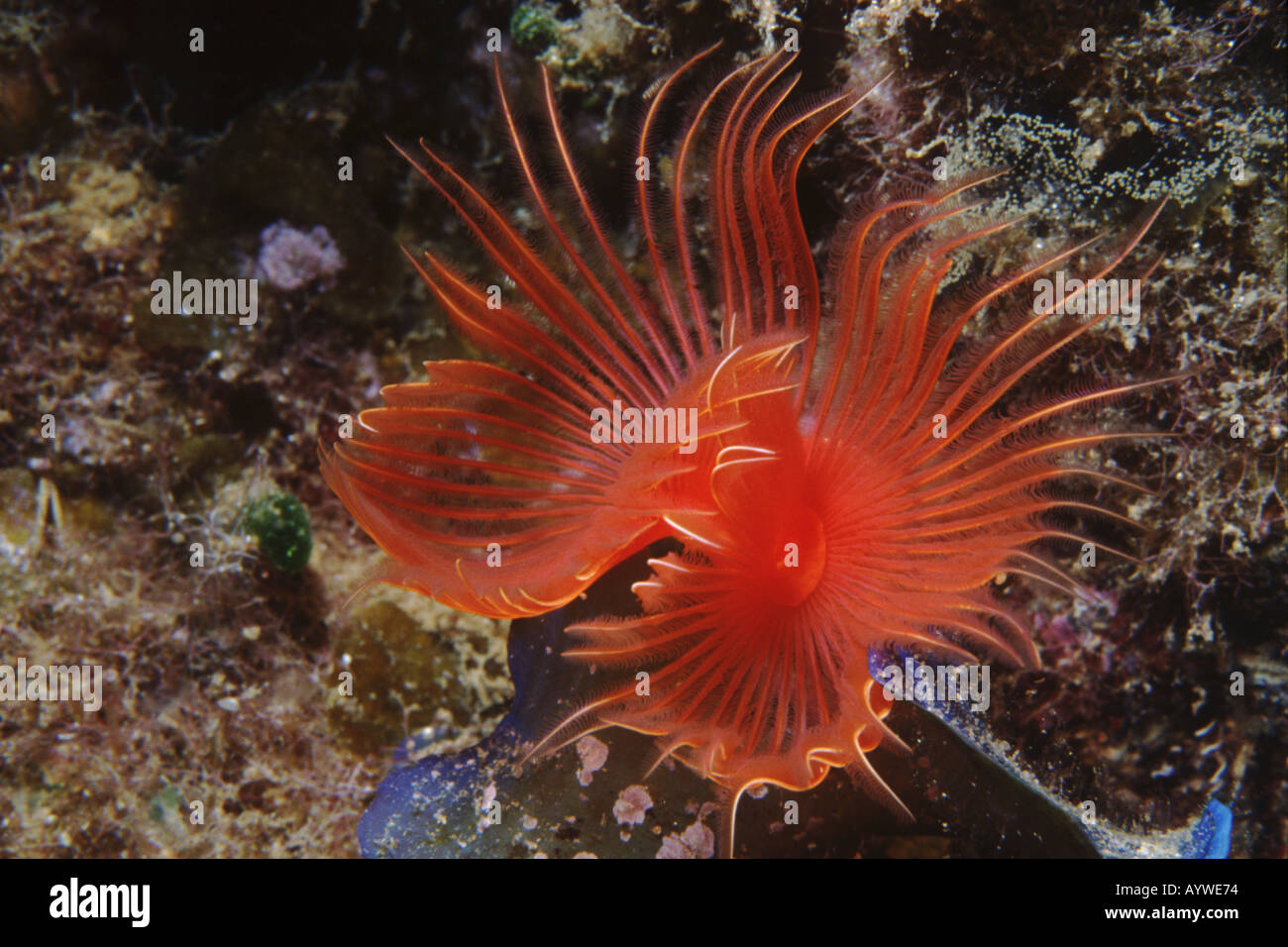 The bright red tentacles of a fan worm sway in the current catching ...