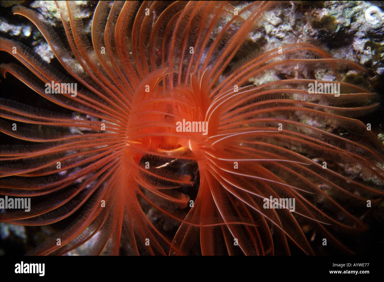 A fan worm with bright red tentacles. The body of the worm always ...