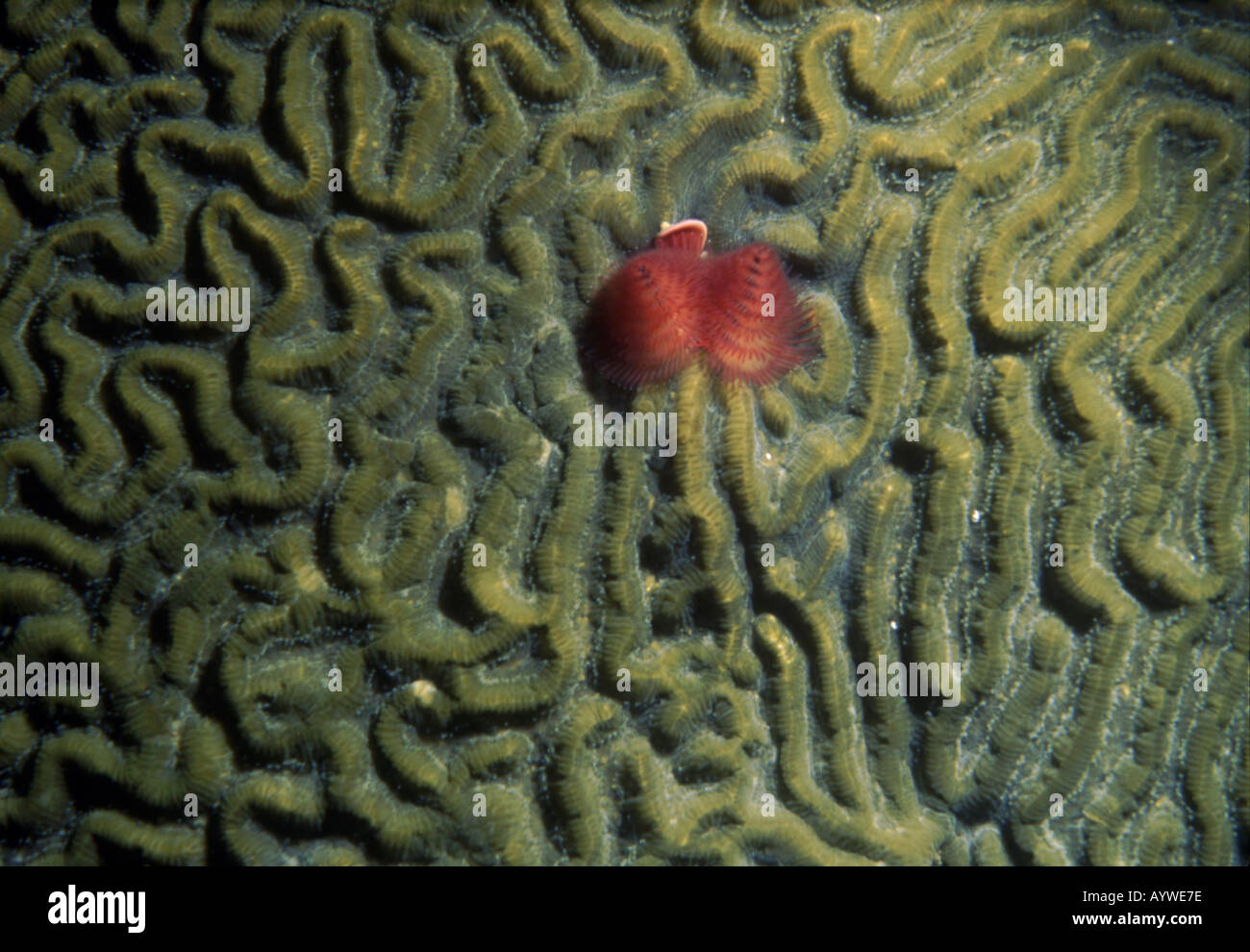 Serpulid worm hi-res stock photography and images - Alamy