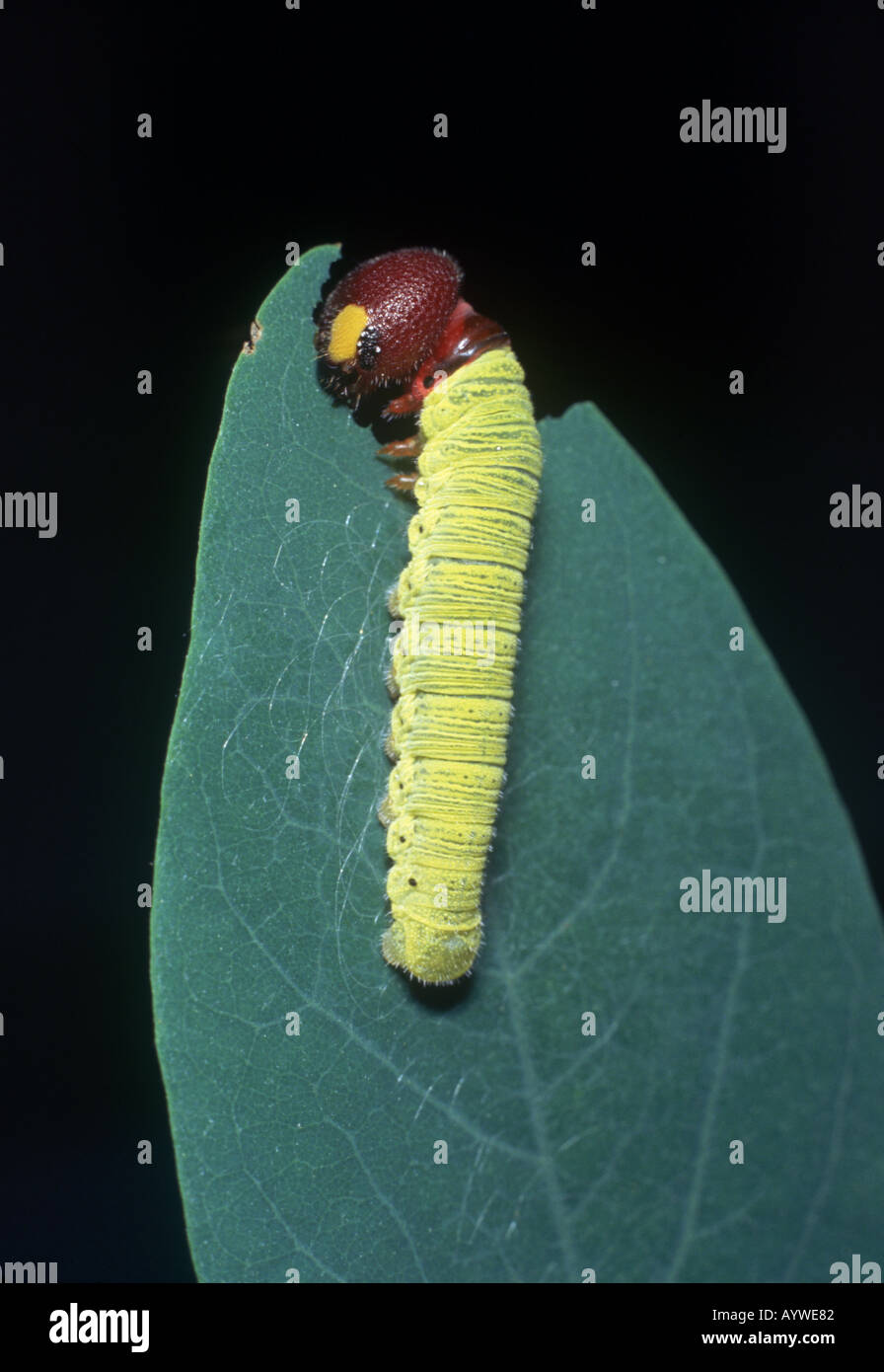 Silver spotted Skipper caterpillar eating a locust leaf Stock Photo - Alamy