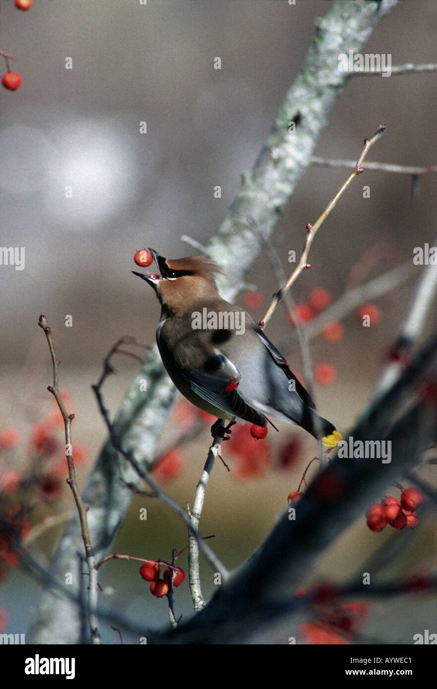 Cedar waxwing eating red berry in winter Maryland USA Stock Photo - Alamy