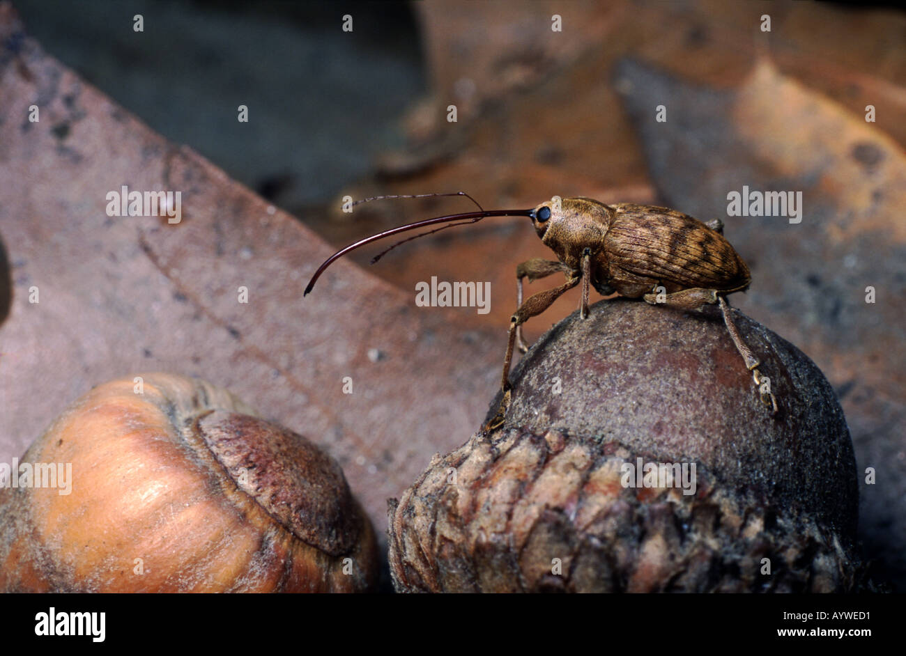Black oak acorns hi-res stock photography and images - Alamy