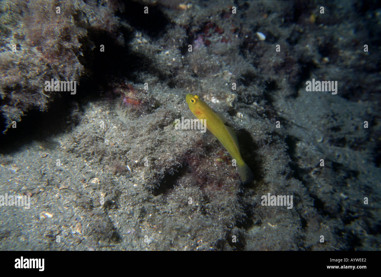 Golden goby Gobius auratus Stock Photo - Alamy