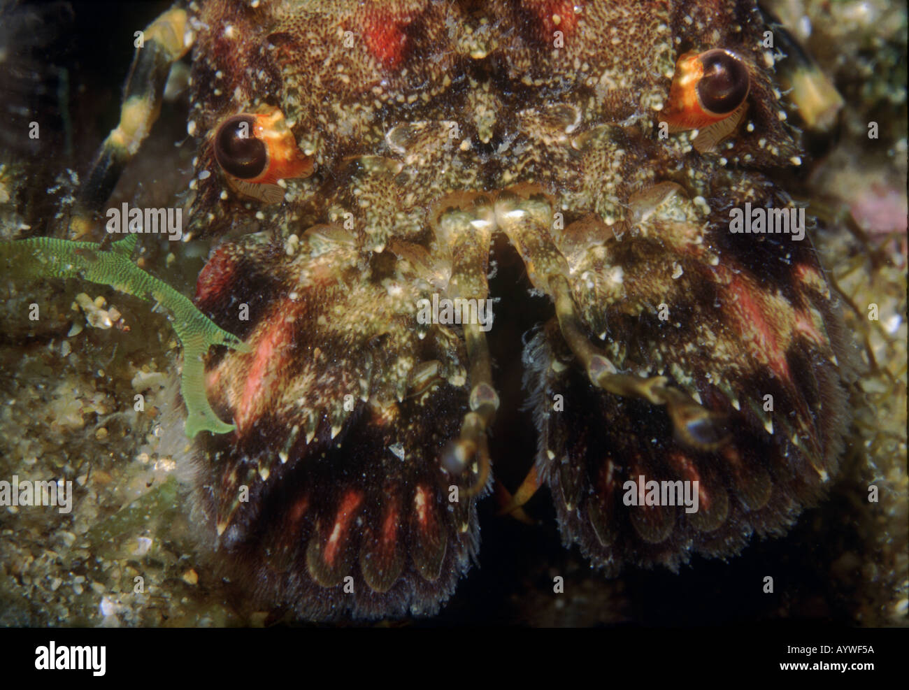 Lobster face hi-res stock photography and images - Alamy