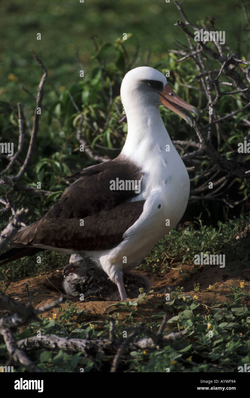 Laysan albatross and chick on nest at Kaena Point Oahu Hawaii Parasites ...